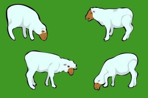 Sheep Jokes - Clean Sheep Jokes - Fun Kids Jokes
